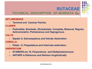 1 4 taxonomy -rutaceae | PPT
