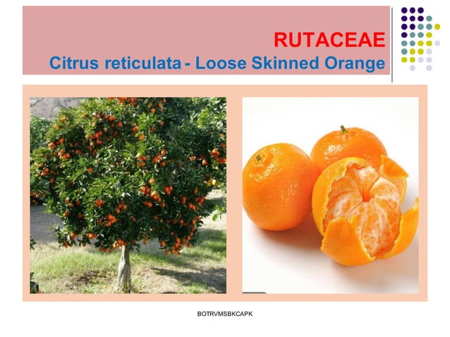 1 4 taxonomy -rutaceae | PPT