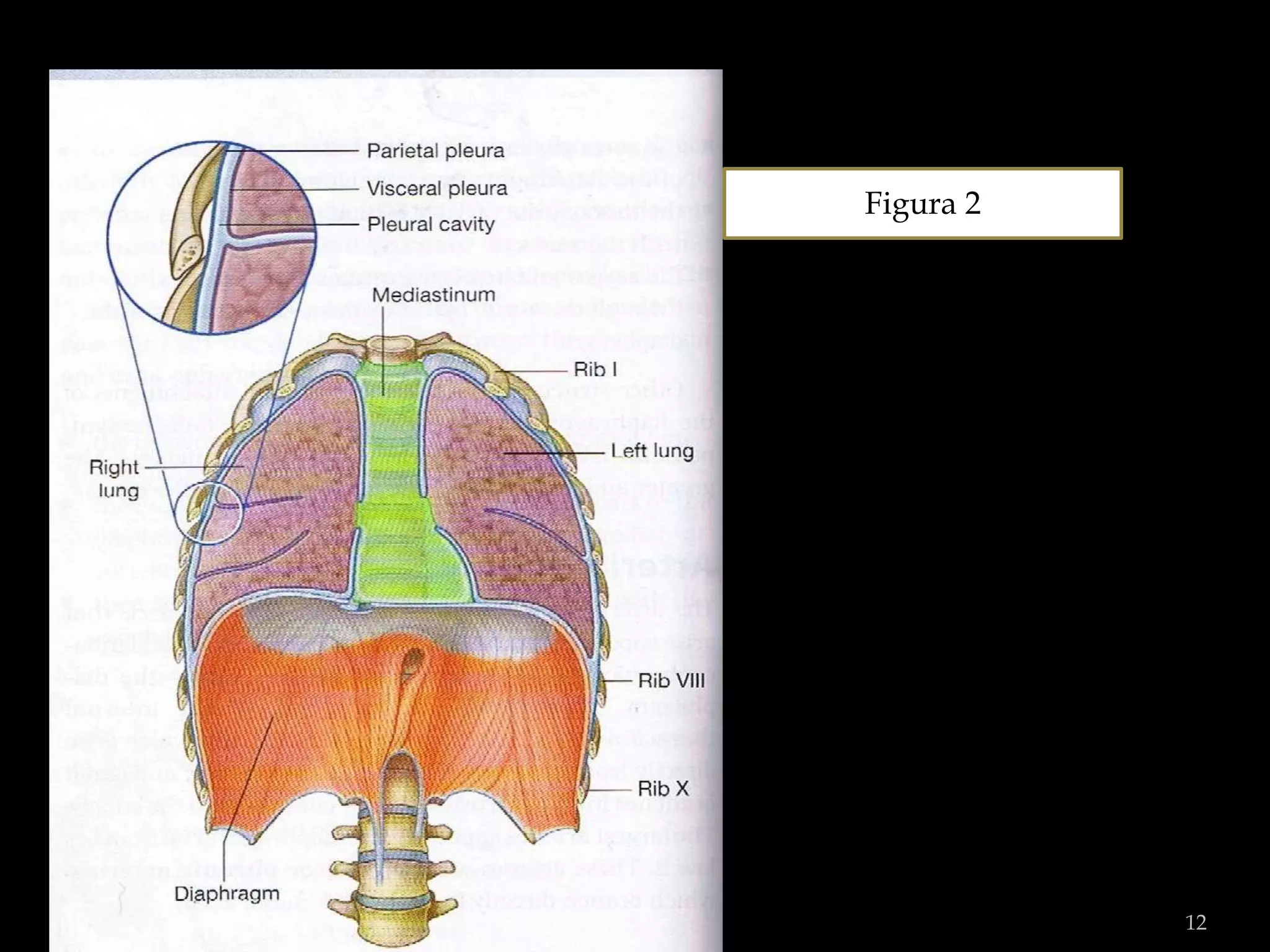 1 4 torax cavidad pleural y pulmones | PPT