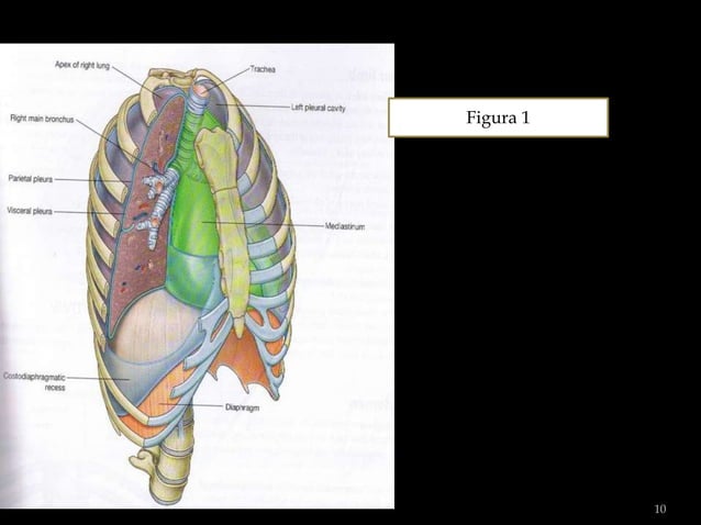 1 4 torax cavidad pleural y pulmones | PPT
