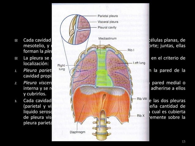 1 4 torax cavidad pleural y pulmones | PPT