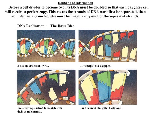 Dna Replication - Biochemistry Lecture | PDF | Biological Sciences ...