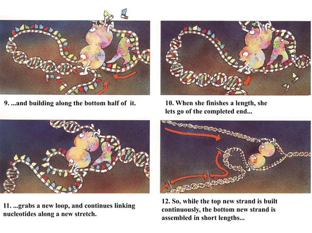 Dna Replication - Biochemistry Lecture | PDF | Biological Sciences ...