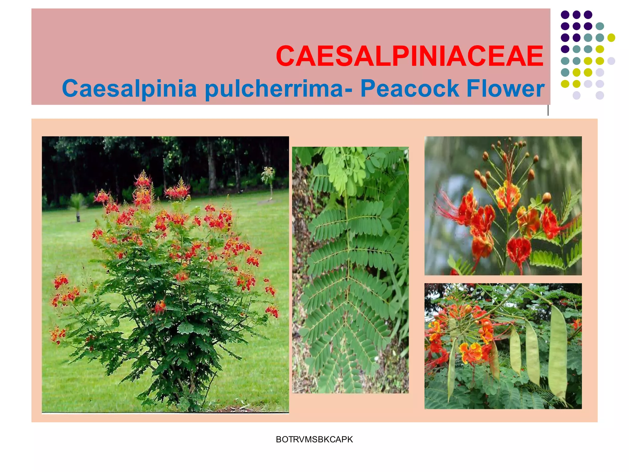 1 5 taxonomy -caesalpiniaceae | PDF