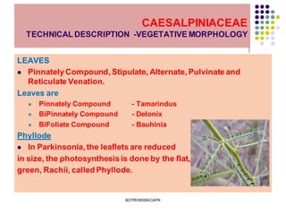1 5 taxonomy -caesalpiniaceae | PDF