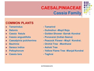 1 5 taxonomy -caesalpiniaceae | PDF