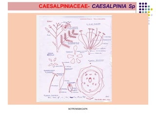 1 5 taxonomy -caesalpiniaceae | PDF