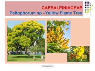 1 5 taxonomy -caesalpiniaceae | PDF