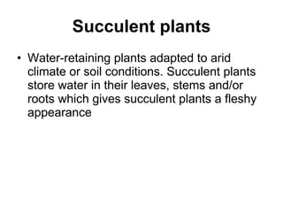 1 6 Cacti & Succulents | PPT
