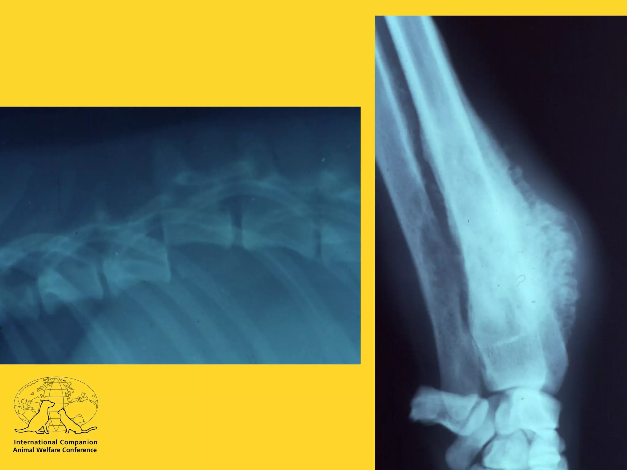 1.6 The Quality of Life and Euthanasia - Ray Butcher | PPT