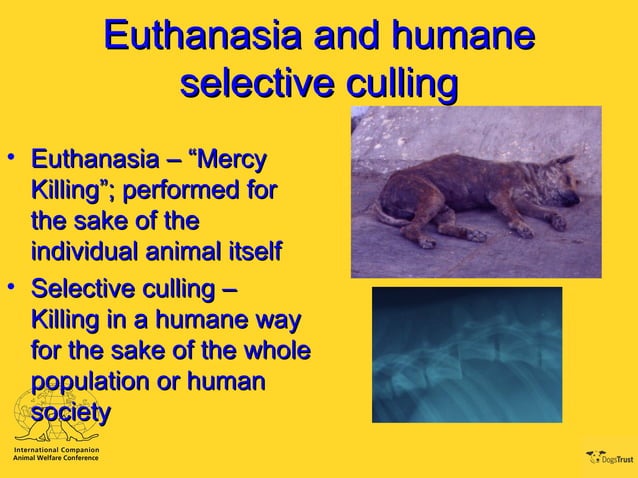 1.6 The Quality of Life and Euthanasia - Ray Butcher | PPT