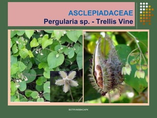 1 6 tax -asclepiadaceae | PDF