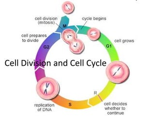 1 7 Cell Cycle | PPT