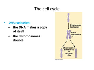 1 7 Cell Cycle | PPT