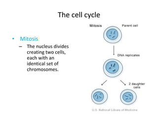 1 7 Cell Cycle | PPT