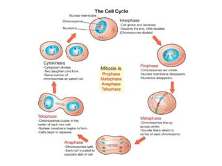 1 7 Cell Cycle | PPT