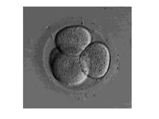 1 7 Cell Cycle | PPT