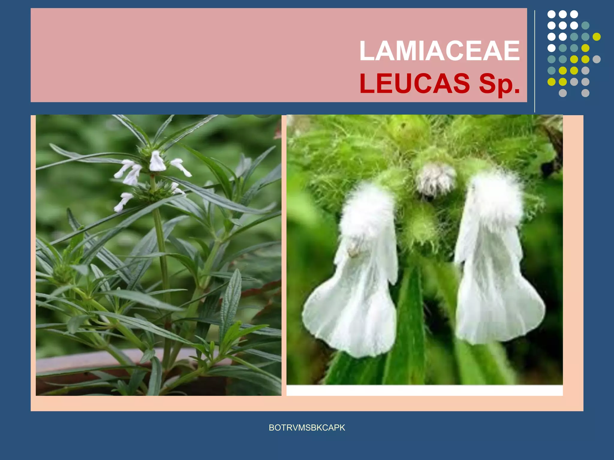 1 7 Taxonomy -Lamiaceae | PDF