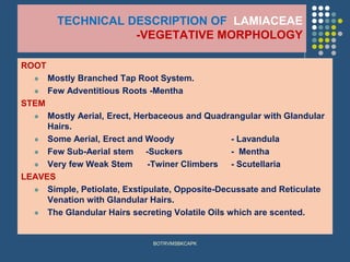 1 7 Taxonomy -Lamiaceae | PDF
