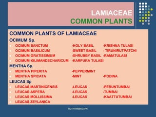 1 7 Taxonomy -Lamiaceae | PDF