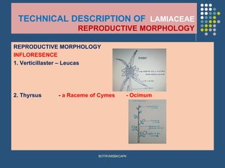 1 7 Taxonomy -Lamiaceae | PDF