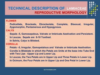 1 7 Taxonomy -Lamiaceae | PDF
