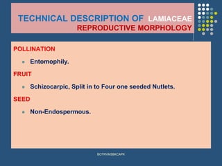 1 7 Taxonomy -Lamiaceae | PDF
