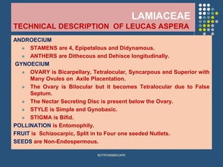 1 7 Taxonomy -Lamiaceae | PDF