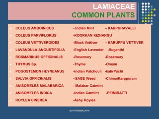 1 7 Taxonomy -Lamiaceae | PDF
