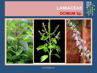 1 7 Taxonomy -Lamiaceae | PDF