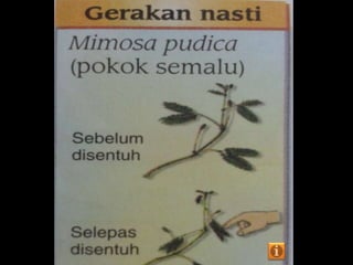 1 9-gerak-balas-dalam-tumbuhan | PPTX