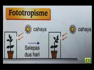 1 9-gerak-balas-dalam-tumbuhan | PPTX