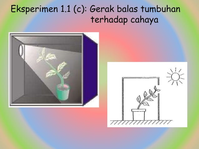 1 9-gerak-balas-dalam-tumbuhan | PPTX