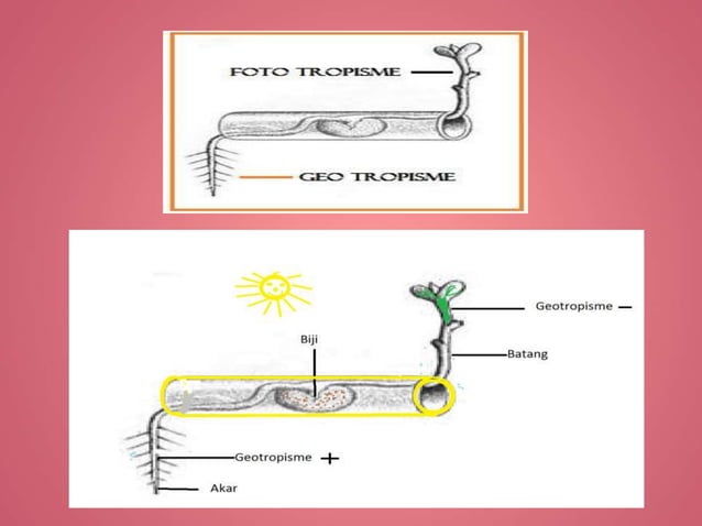 1 9-gerak-balas-dalam-tumbuhan | PPTX