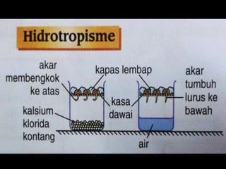 1 9-gerak-balas-dalam-tumbuhan | PPTX