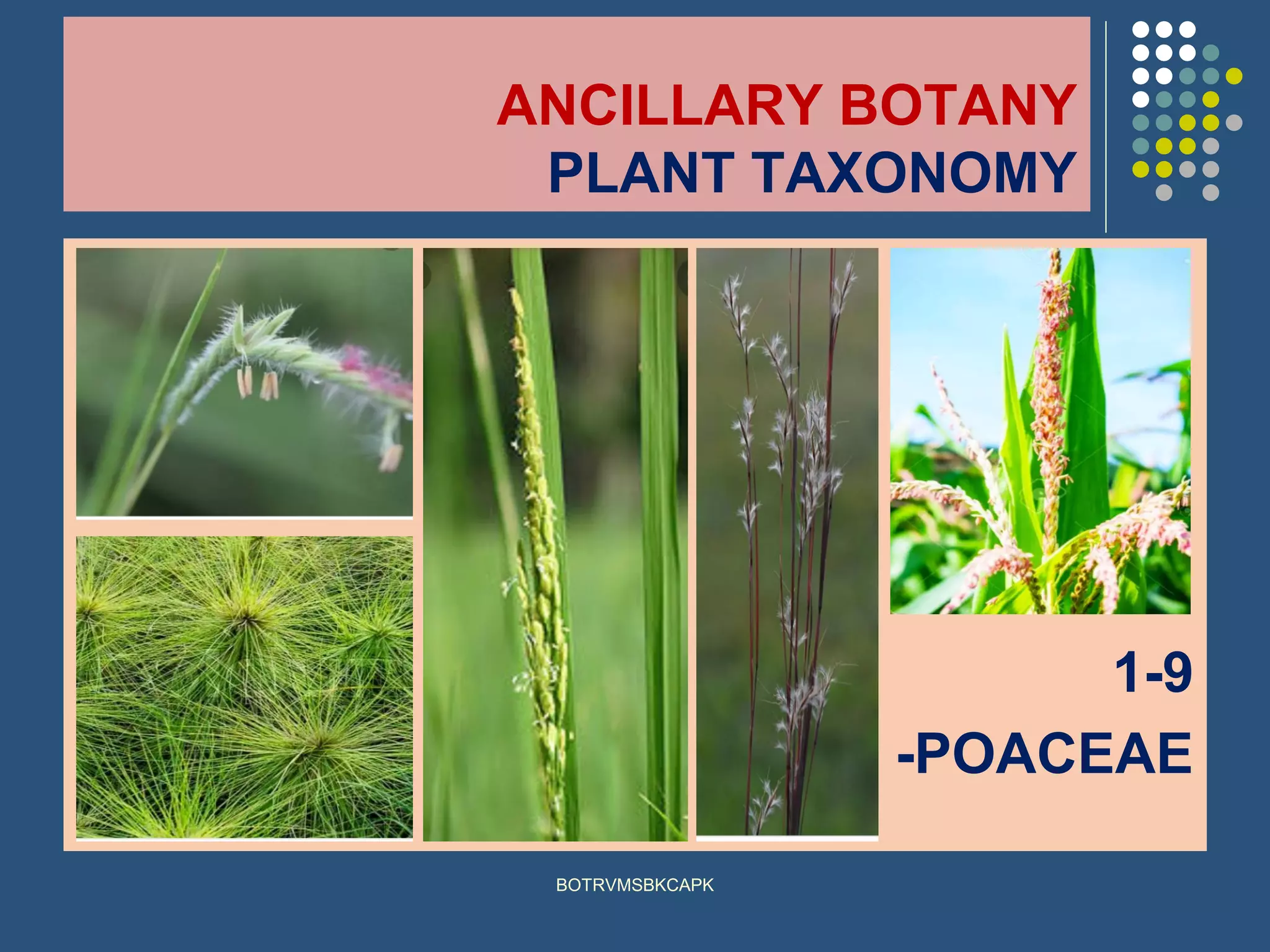 1 9 tax -poaceae | PDF