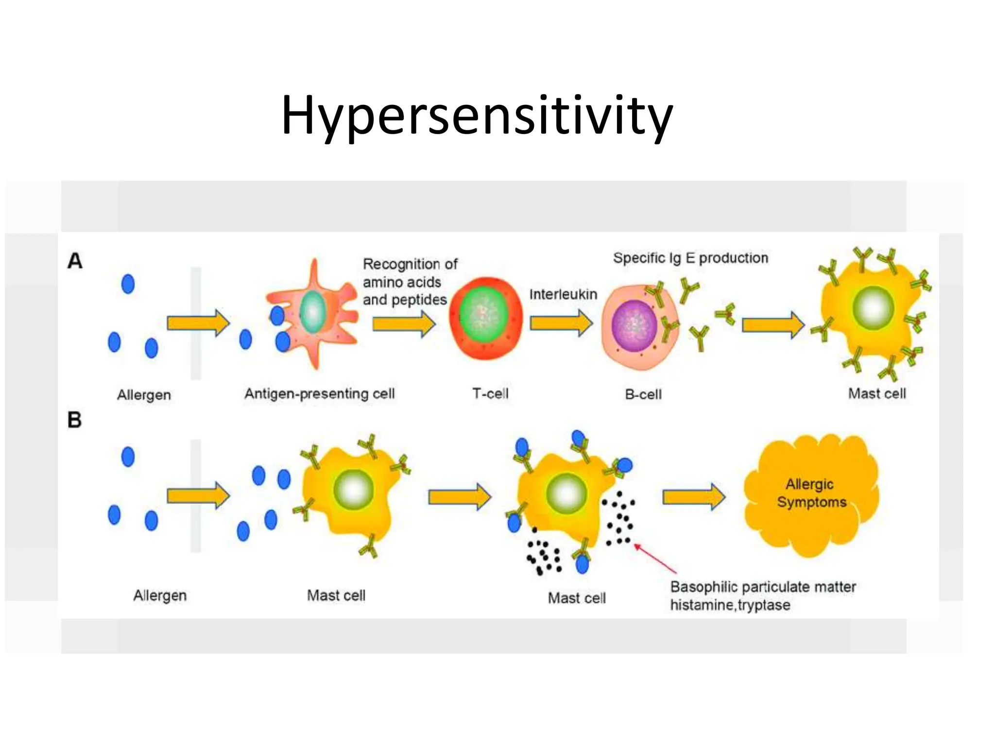 1-A-Hypersensitivity (general).pdf IMPORTANT | PDF