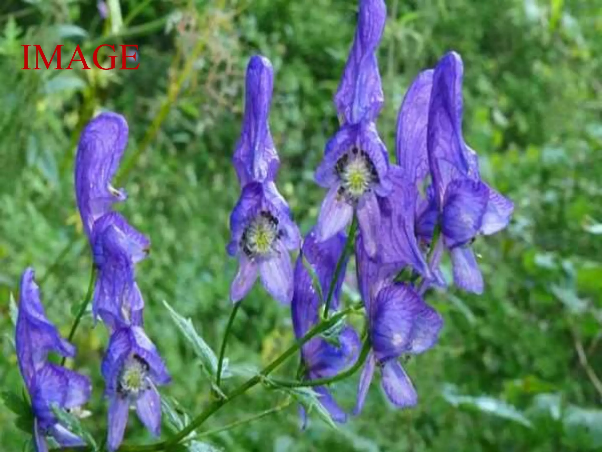 1 aconite napellus- drug picture | PPTX