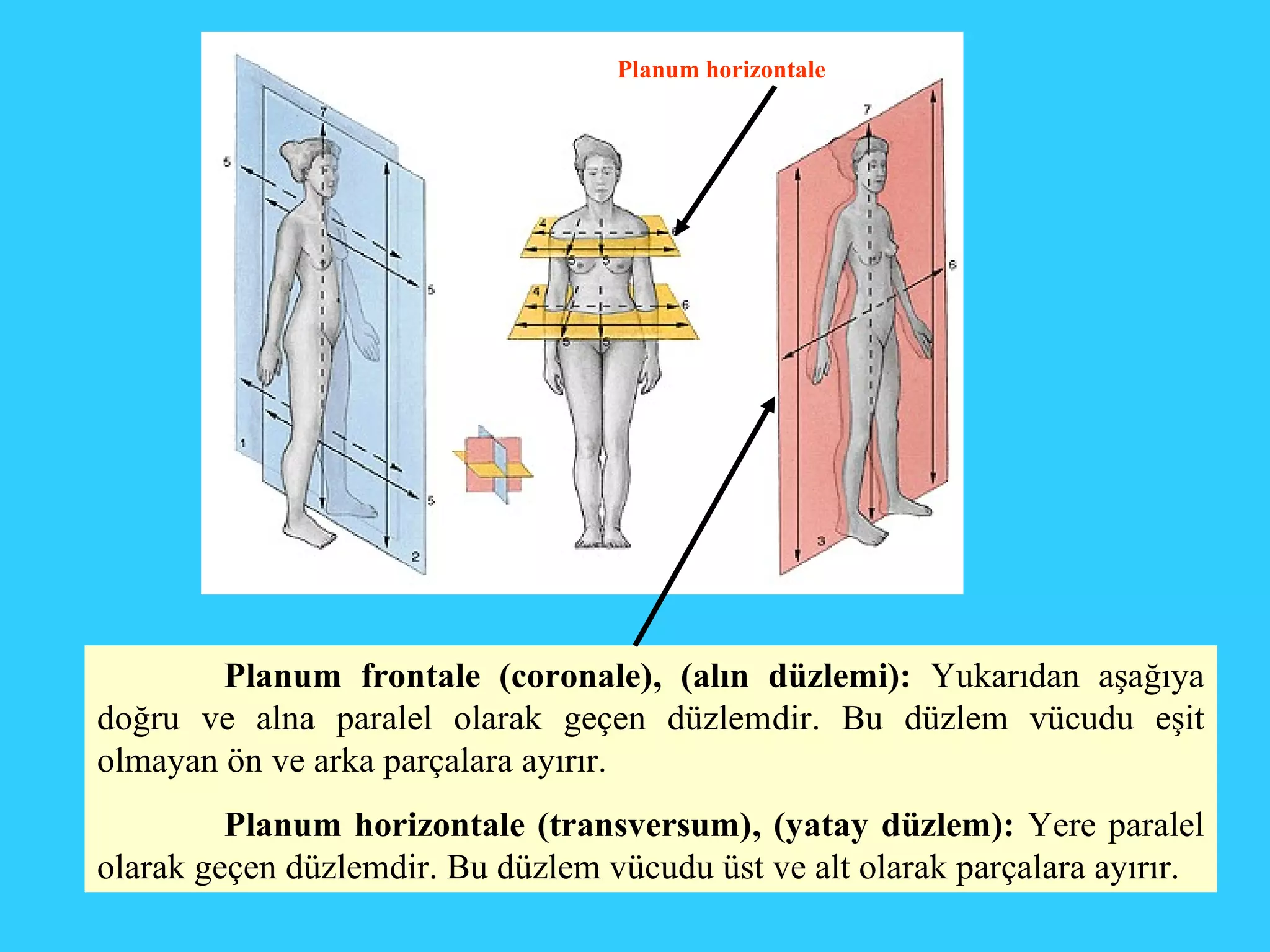 Anatomi Omurlar | PPT