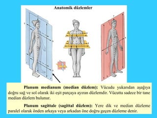 Anatomi Omurlar | PPT
