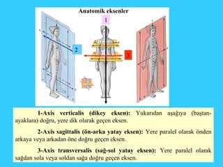 Anatomi Omurlar | PPT