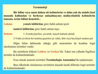 Anatomi Omurlar | PPT