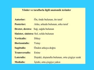 Anatomi Omurlar | PPT