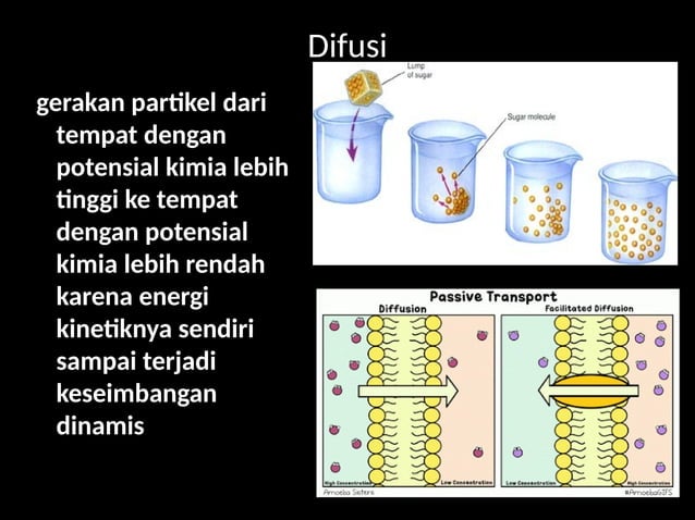 1-AIR LARUTAN KOLOID pada tanaman secara fisiologis | PPT
