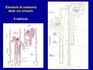 1. anatomia e fisiologia | PPT