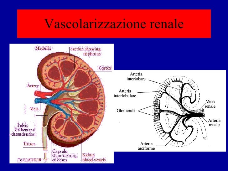 1. anatomia e fisiologia
