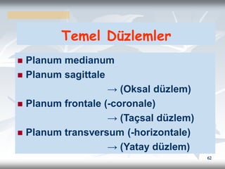 1- Anatomi firt simple anatomi basıit anatomi | PDF