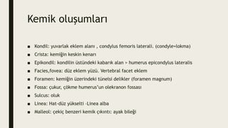 1-anatomiye giriş.pptx