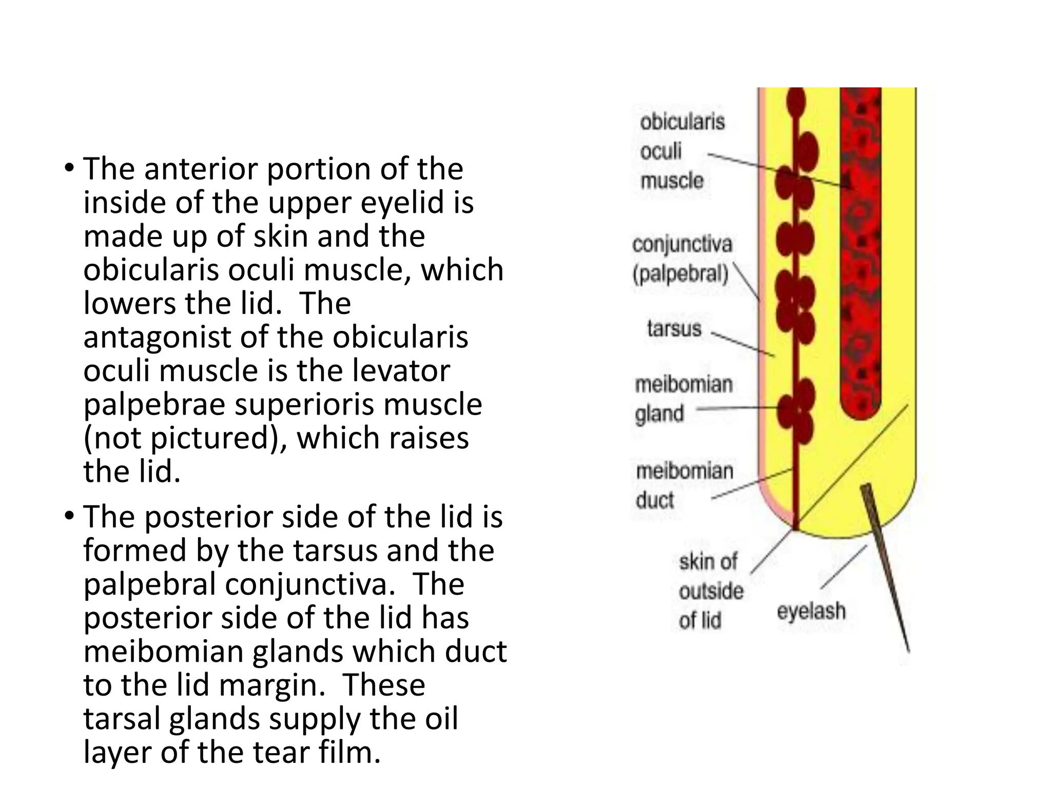1-Anatomy-and embryology lecture of-the-EYE.pdf
