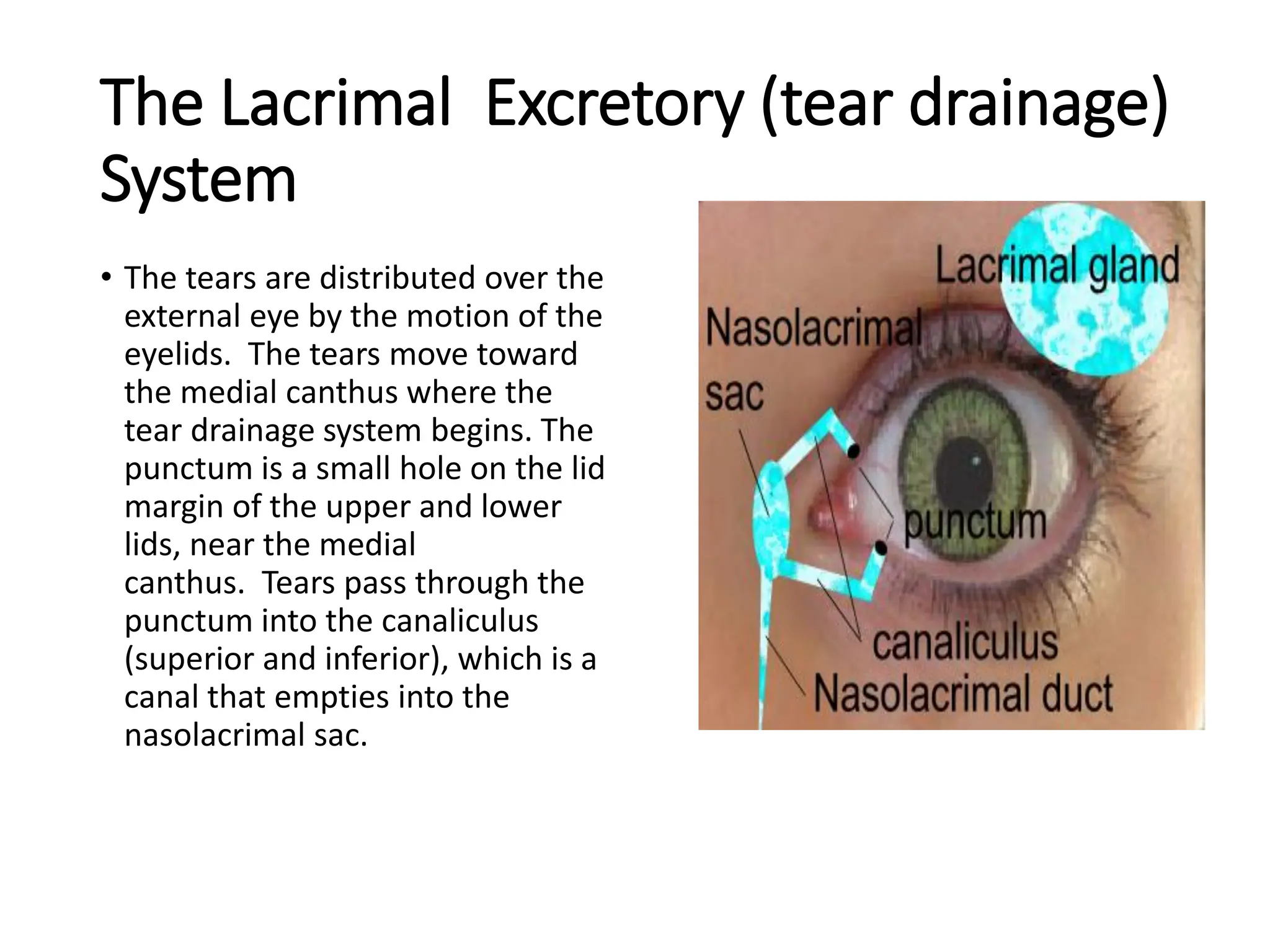 1-Anatomy-and embryology lecture of-the-EYE.pdf